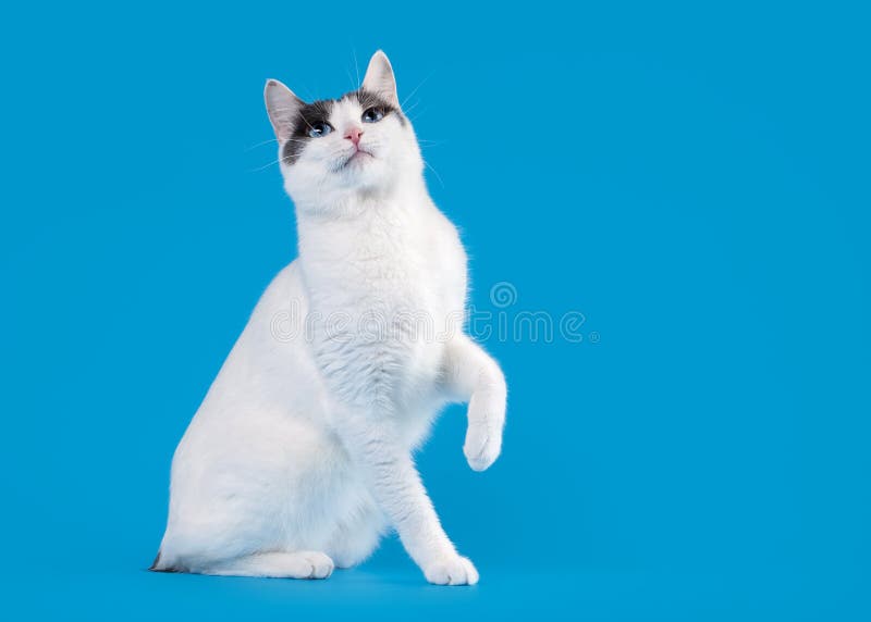 Bicolor japanese bobtail stock photo. Image of cattery - 27477200