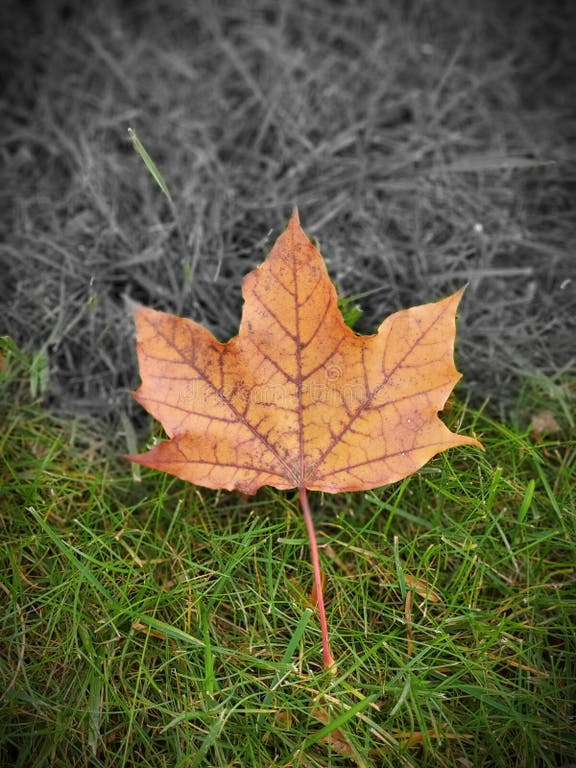 Bicolor Maple Leaf on Grass Stock Image - Image of maple, fall: 162452443