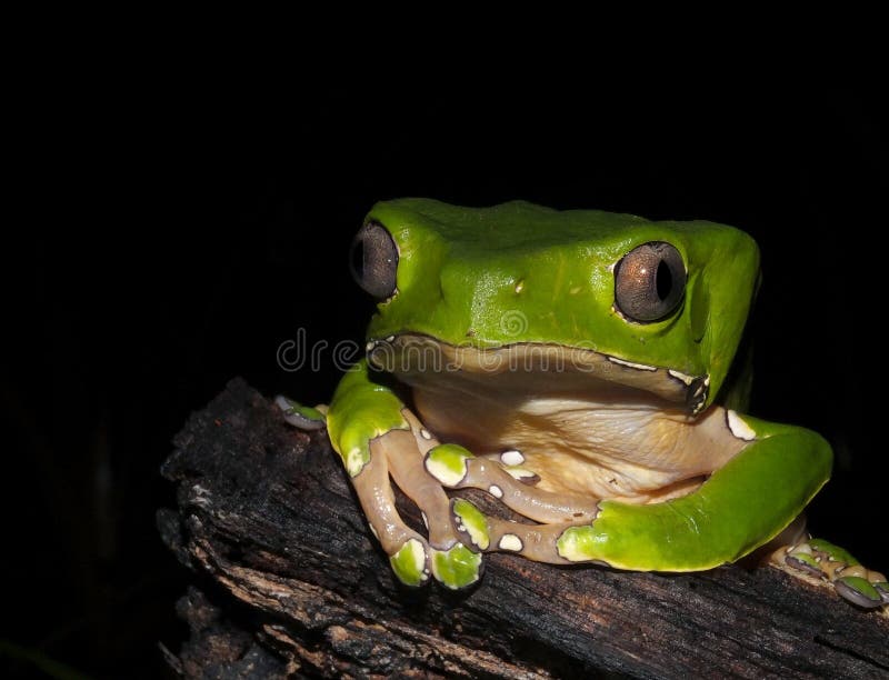 Bicolor Monkey Tree Frog at Night Stock Image - Image of south, monkey ...