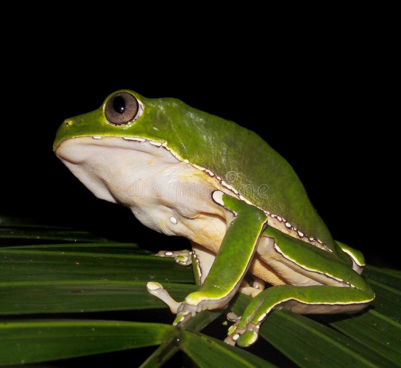 Bicolor Monkey Tree Frog at Night Stock Photo - Image of nocturnal ...