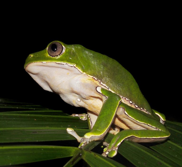 Bicolor Monkey Tree Frog at Night Stock Photo - Image of nocturnal ...