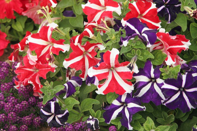 Bicolor Petunias stock photo. Image of beauty, plant, summer - 4880046