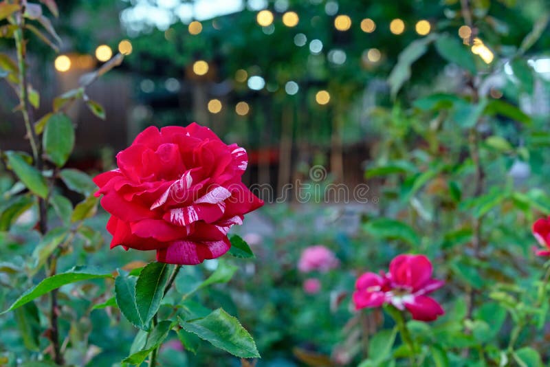 Bicolor Red-white Rose in Green Leaves with Beautiful Bokeh Stock Photo ...