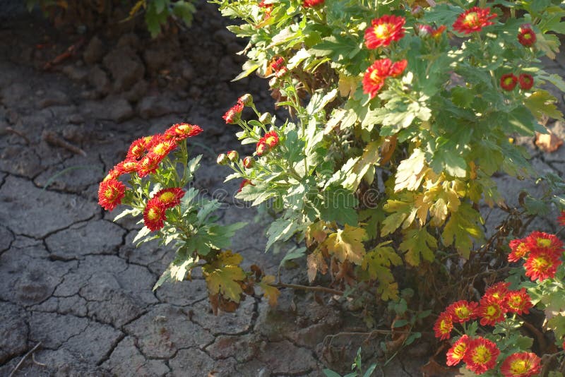 Bicolor Red and Yellow Flowers of Chrysanthemum Stock Photo - Image of ...
