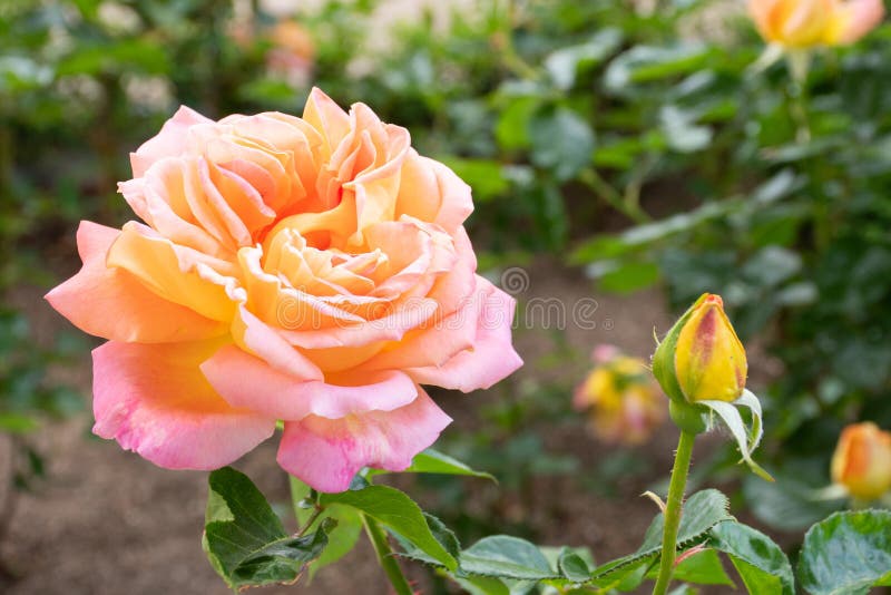 Bicolor Rose in Yellow and Pink Stock Photo - Image of pink, nature ...