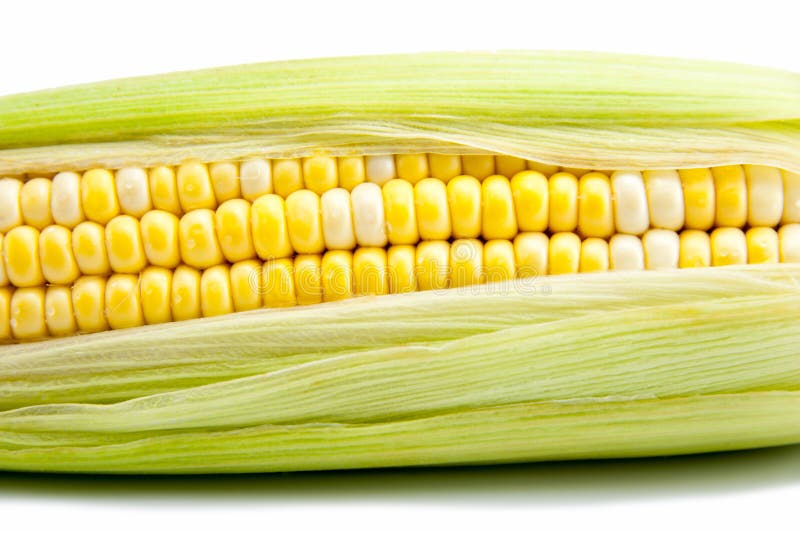 Bicolor Sweet Corn stock image. Image of harvest, white - 30538579
