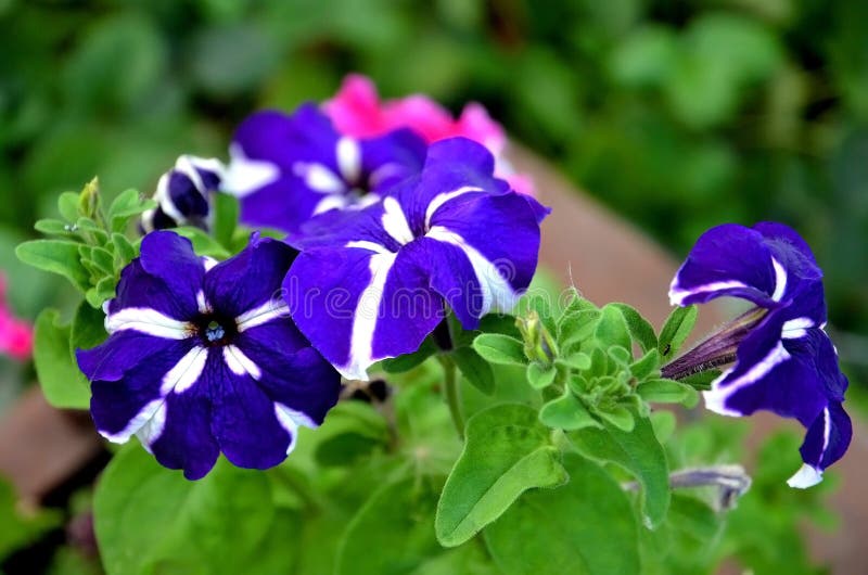 Bicolor petunias arkivfoto. Bild av blomning, floror, fjäder - 4880046