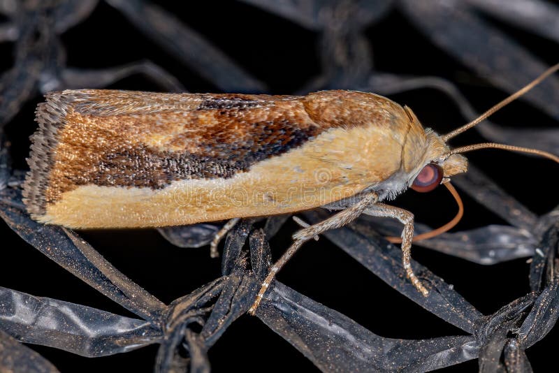 Bicolored Bird-dropping Moth Stock Image - Image of camouflage ...
