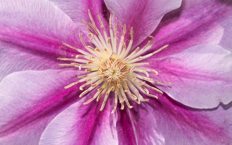Bicolored Clematis flower stock image. Image of purple - 71698043