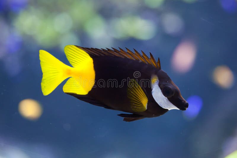 Bicolored Foxface Siganus Uspi. Stock Photo - Image of fish, rabbitfish ...