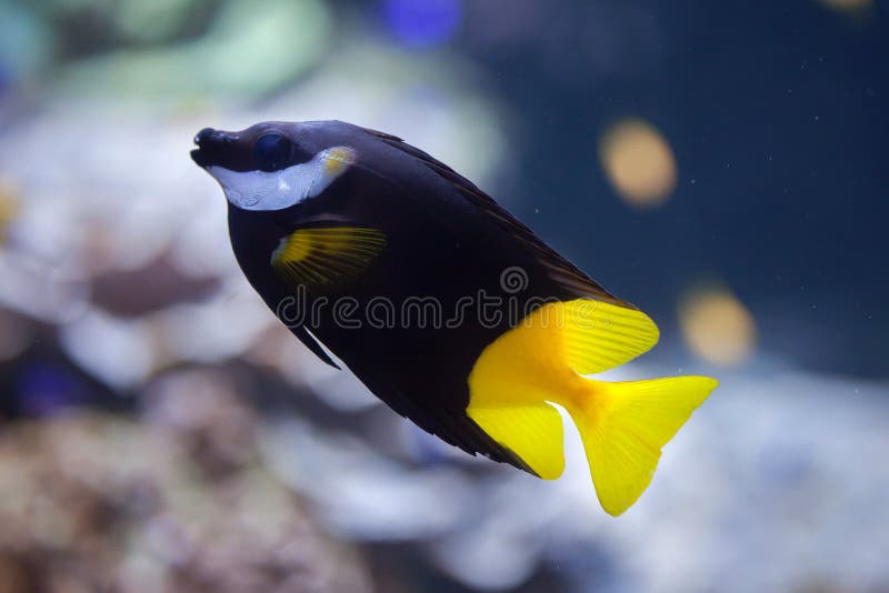 Bicolored Foxface Siganus Uspi. Stock Image - Image of fiji, foxface ...