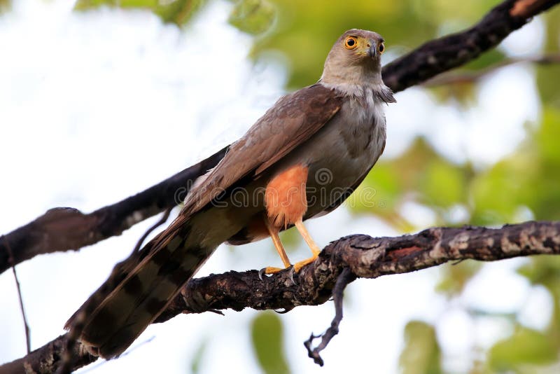 Accipiter Bicolor Stock Photos - Free & Royalty-Free Stock Photos from ...