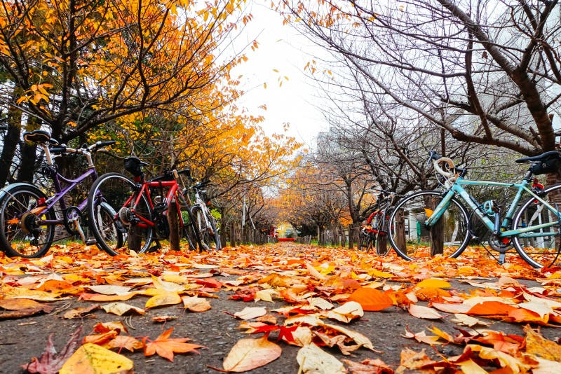 Bicycle in Autumn Season at Park Editorial Photography - Image of ...
