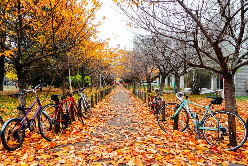 Bicycle in Autumn Season at Park Editorial Photography - Image of ...