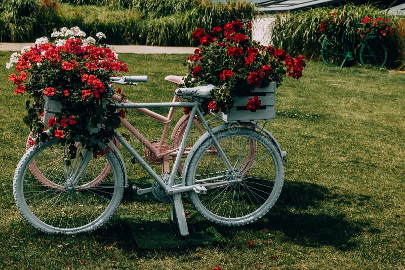 Bicycle Decorated with Red Geraniums Decoration in the Garden Stock ...