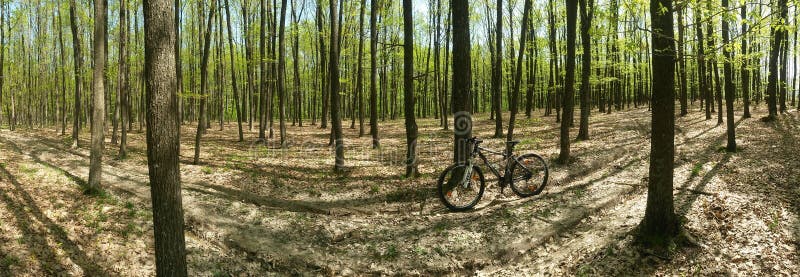 Bicycle in the Green Forest on Path Stock Image - Image of lover ...