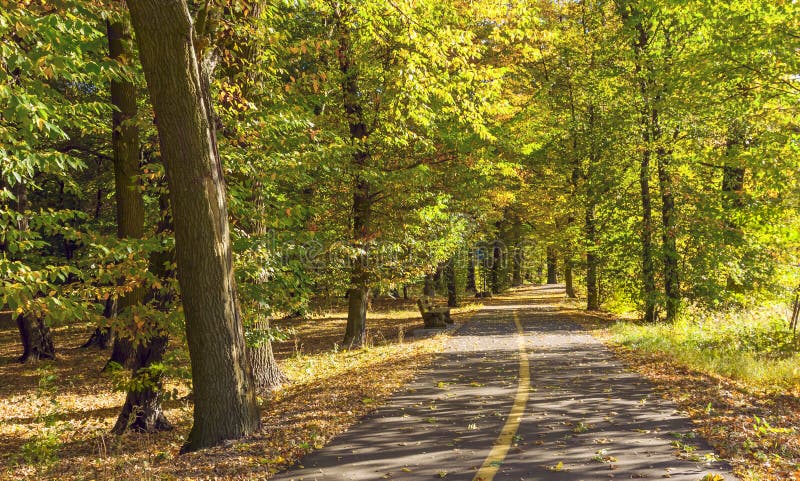 Bicycle and Jogging Track in the Park Stock Image - Image of garden ...