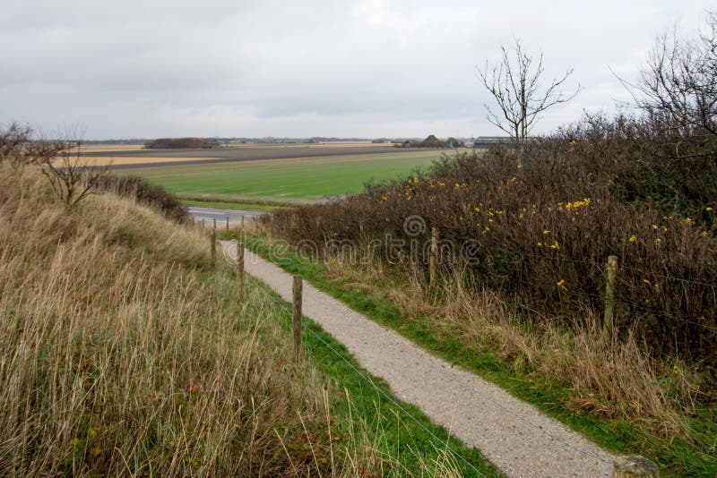 Dutch Lane with Willow Trees on Both Sides Stock Image - Image of walk ...