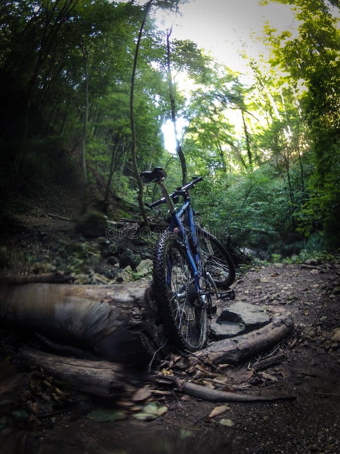 Bicycle leaned on the wood stock photo. Image of adventure - 184574740