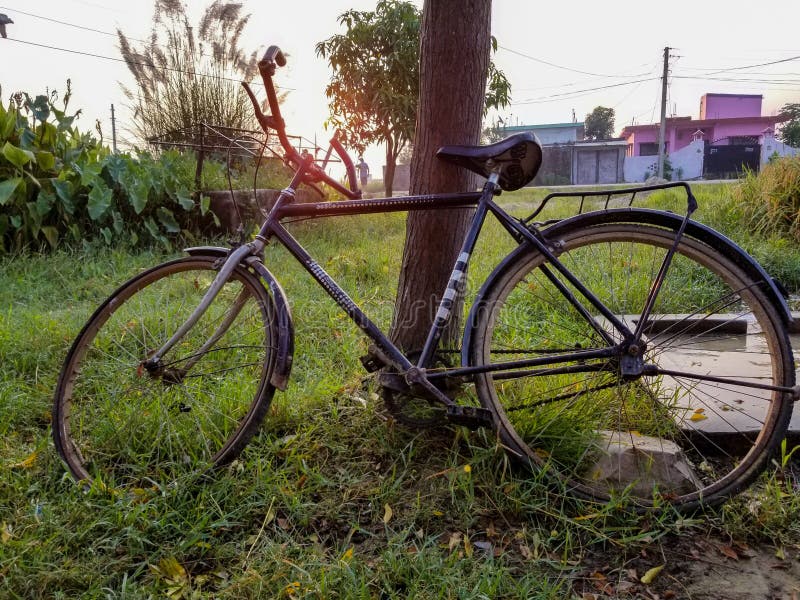 Bicycle Leaning Against Tree Editorial Stock Photo - Image of sunset ...
