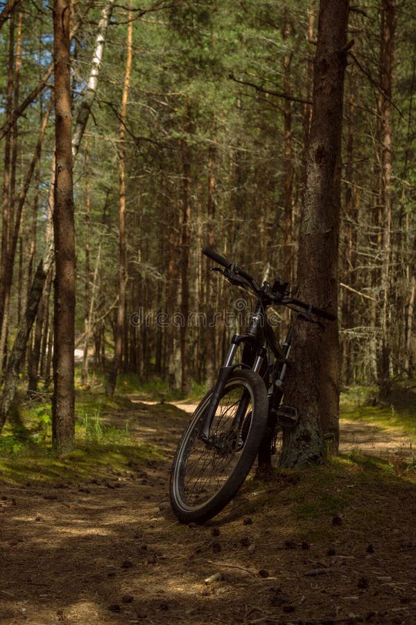Bicycle Leaning on the Tree Trunk in the Forest with Dense Trees Stock ...