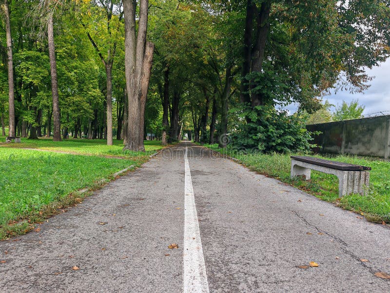 Bicycle Line in the Park in the Summer Stock Photo - Image of asphalt ...