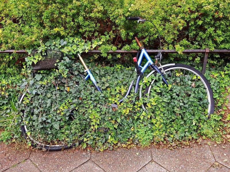 A Bicycle Overgrown with Ivy Stock Photo - Image of dull, cycle: 100293436