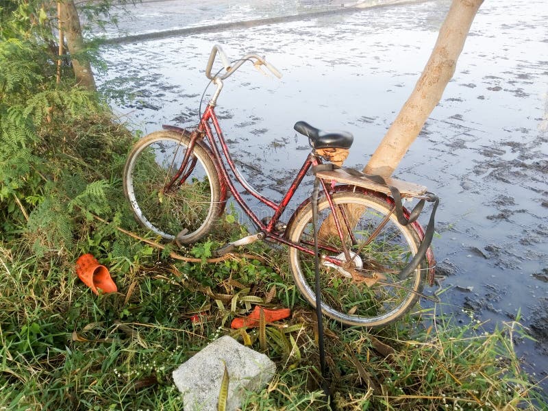Bicycle Parked beside the Rice Field Stock Photo - Image of cycling ...