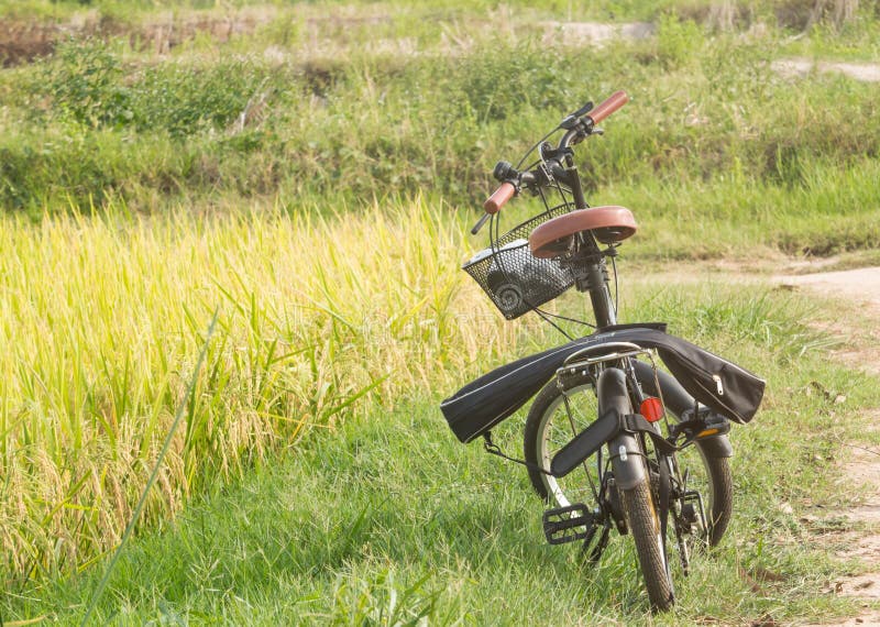 Bicycle stock photo. Image of asia, road, rice, plant - 217640438