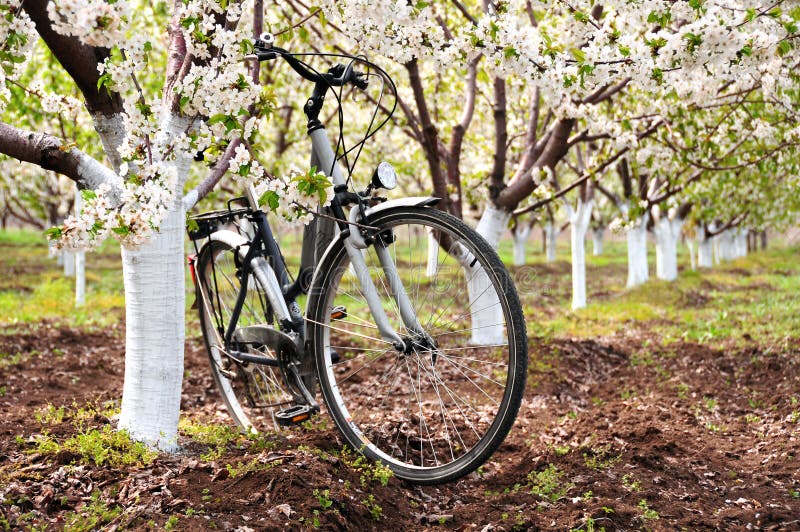 Bicycle Parked in Spring Orchard Stock Image - Image of tree, blossom ...
