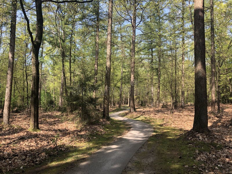 Bicycle Path in the Forest Around Diffelen Stock Image - Image of ...