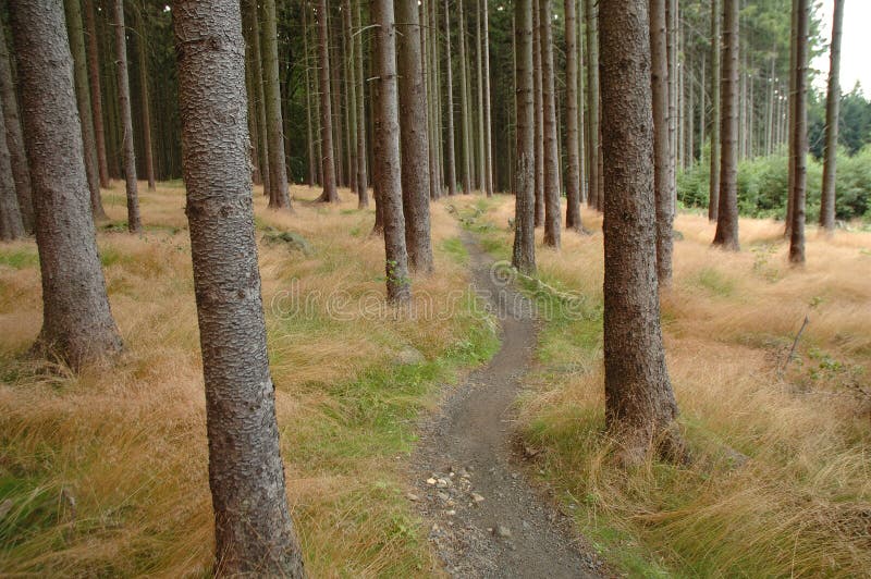 Bicycle path in forest stock image. Image of grass, cycling - 43027705
