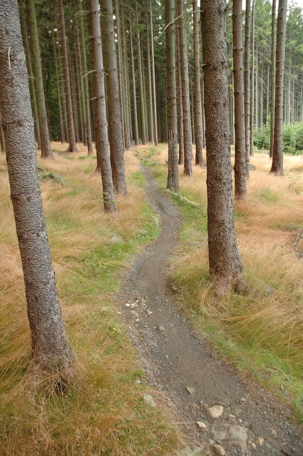Bicycle path in forest stock image. Image of forest, plants - 43027709
