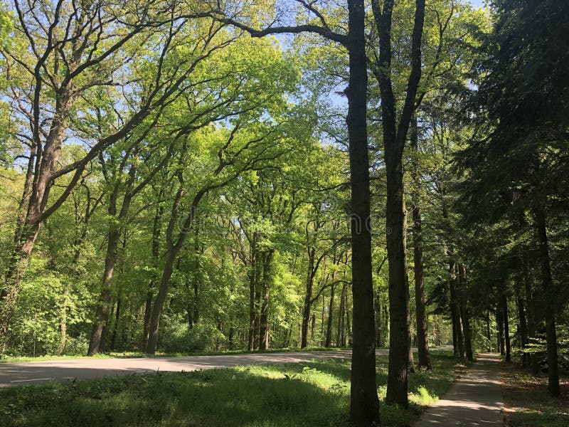 Bicycle Path Next To a Road Towards Ommen Stock Image - Image of ...
