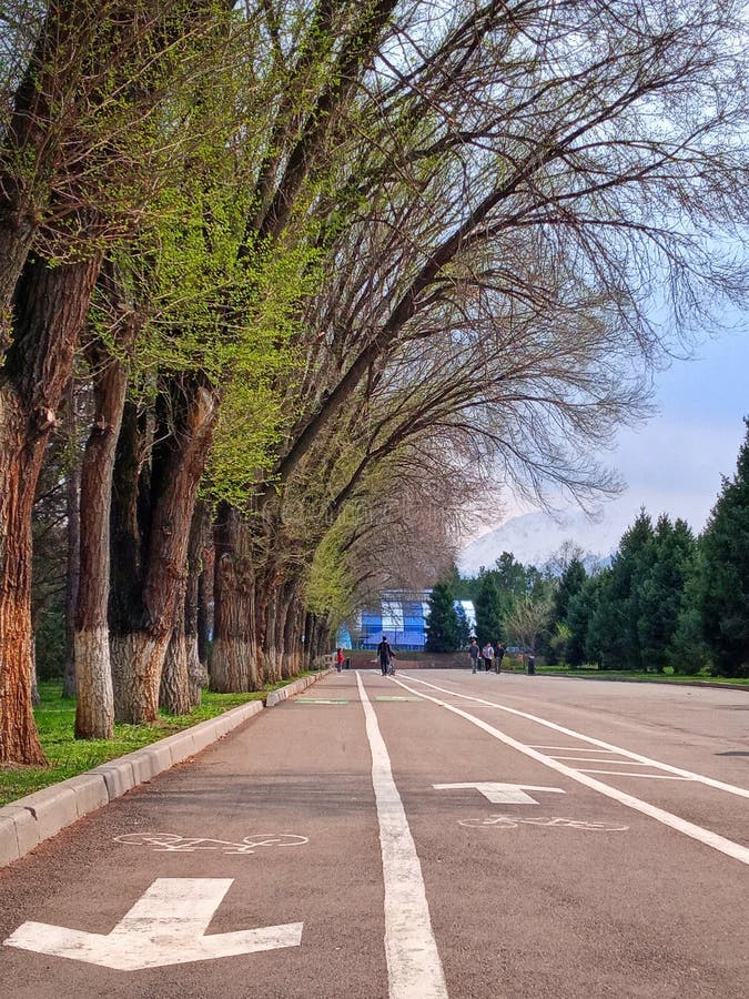 Road, Path, Tree, Infrastructure Picture. Image: 135310550