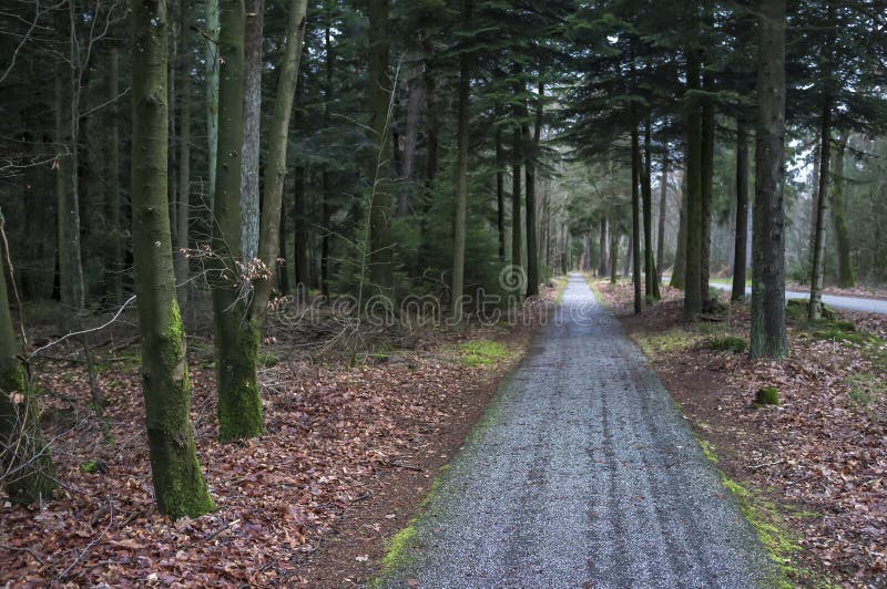 Bicycle Path Passes through a Picturesque Forest, Spring Day Stock ...