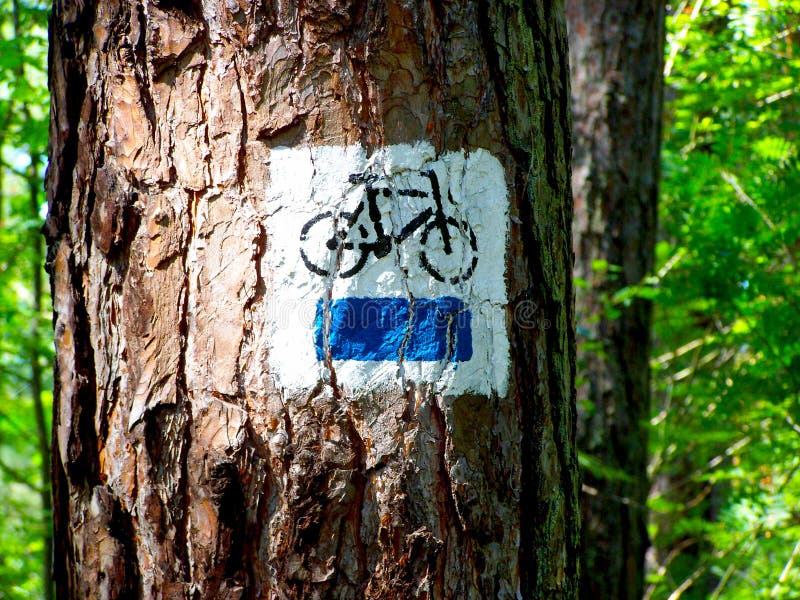 Bicycle Path in the Woods Forest Path. Green Forest, Trees, Holidays ...