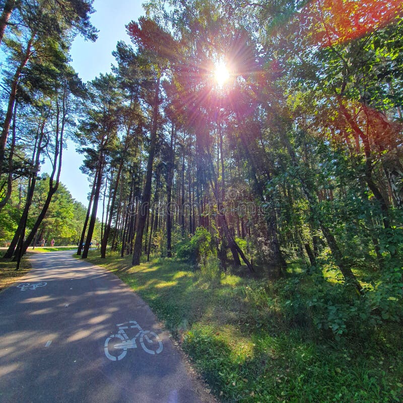 Bicycle path in the woods. stock image. Image of woods - 156845161