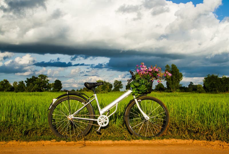 Bicycle in the rice field stock image. Image of people - 33712895