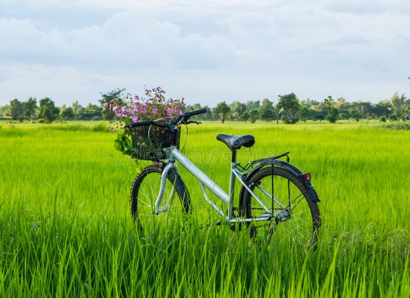 Bicycle in the rice field stock image. Image of people - 33712895