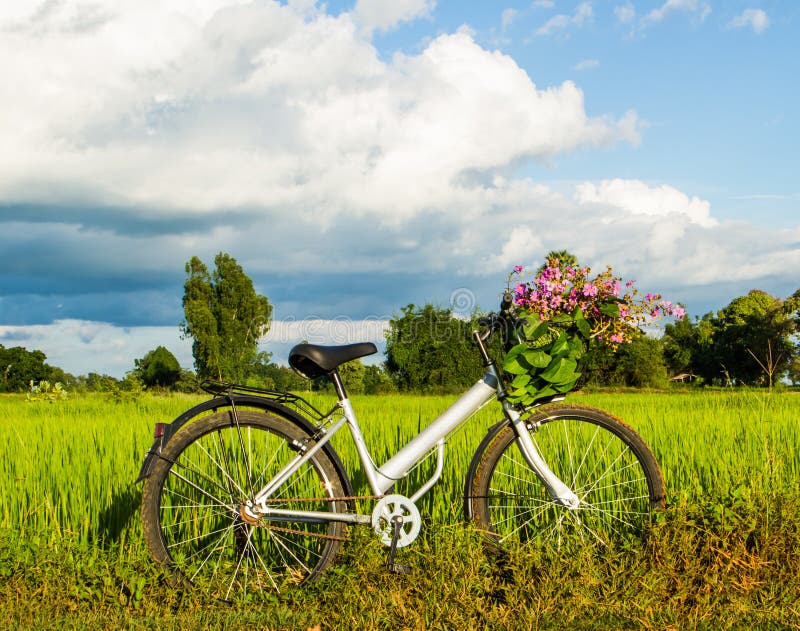 Bicycle in the rice field stock image. Image of people - 33712895