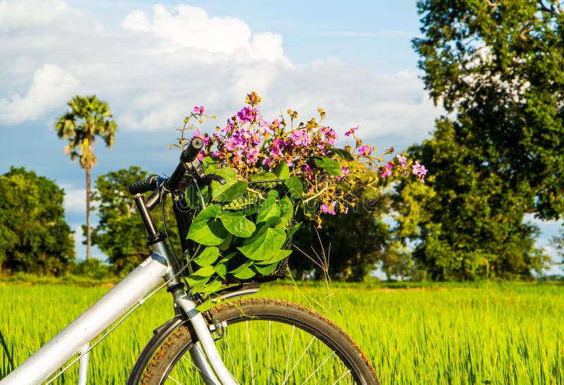 Bicycle in the rice field stock image. Image of people - 33712895