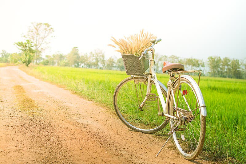 Bicycle and Rice Field Flare Light Stock Photo - Image of green, farm ...