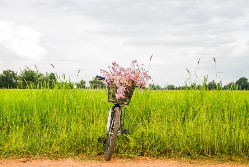 Bicycle in the rice field stock image. Image of people - 33712895