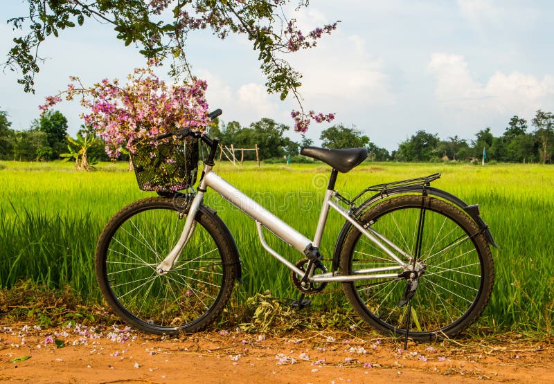 Bicycle in the rice field stock image. Image of people - 33712895