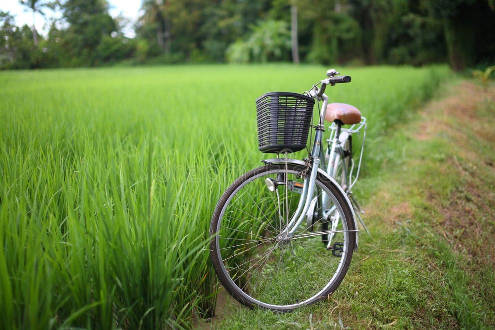 Bicycle in Rice Paddy, Asia Stock Photo - Image of green, bicycle: 27132700