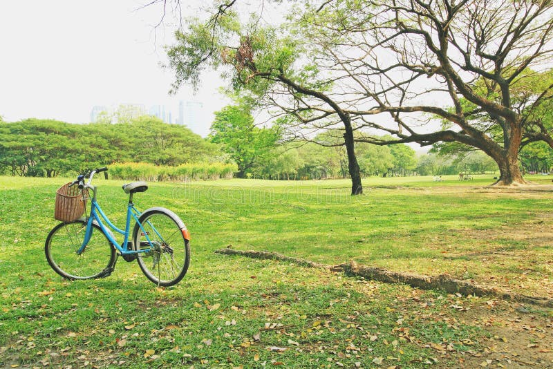 Bicycle waiting near tree stock image. Image of recreation - 68083039