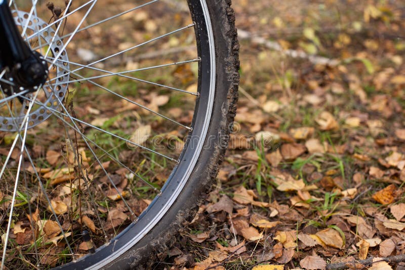 Bicycle Wheel at the Fall Foliage Stock Photo - Image of healthy ...