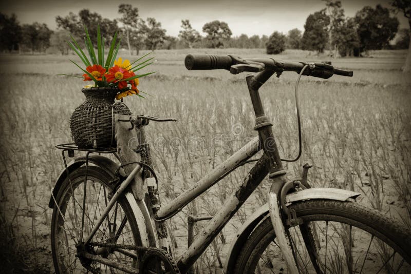 Rower i kwiaty zdjęcie stock. Obraz złożonej z mieszkanie - 33354092