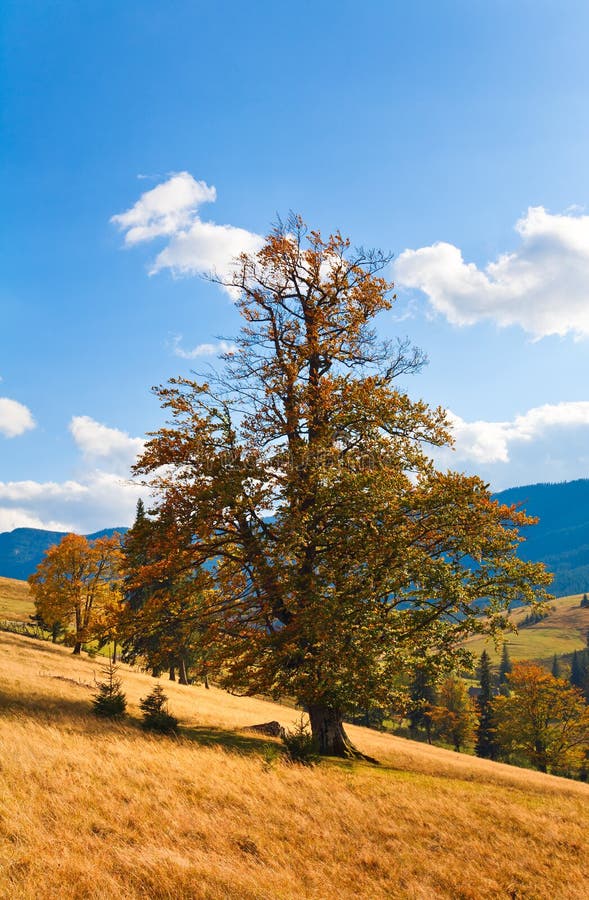 Bid Autumn Lonely Tree on Mountainside Stock Photo - Image of landscape ...